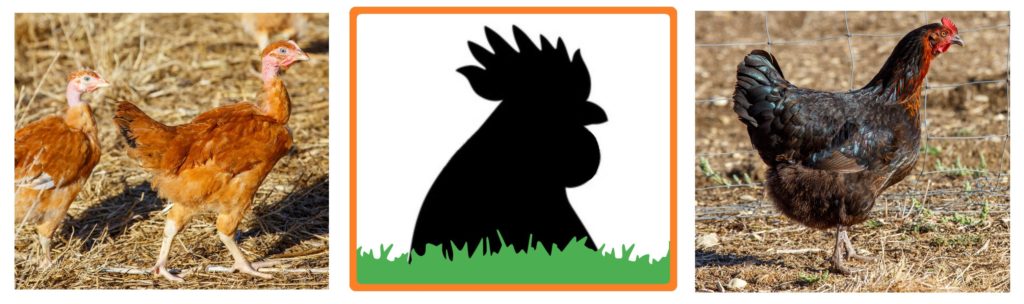 Absorbant Élevages avicoles NatureSorb Agro | Litière Animale Neobab